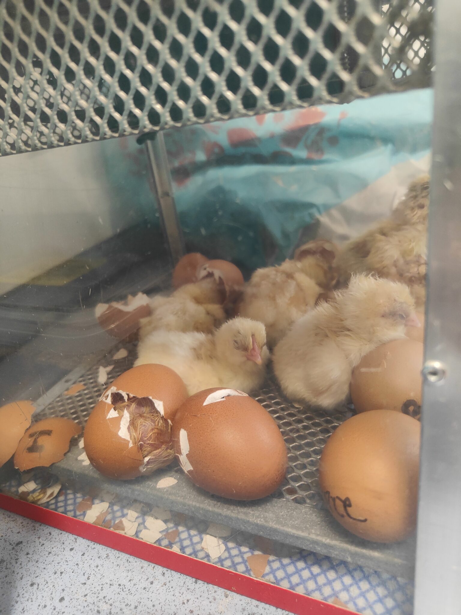 Living Eggs - Parkside House School