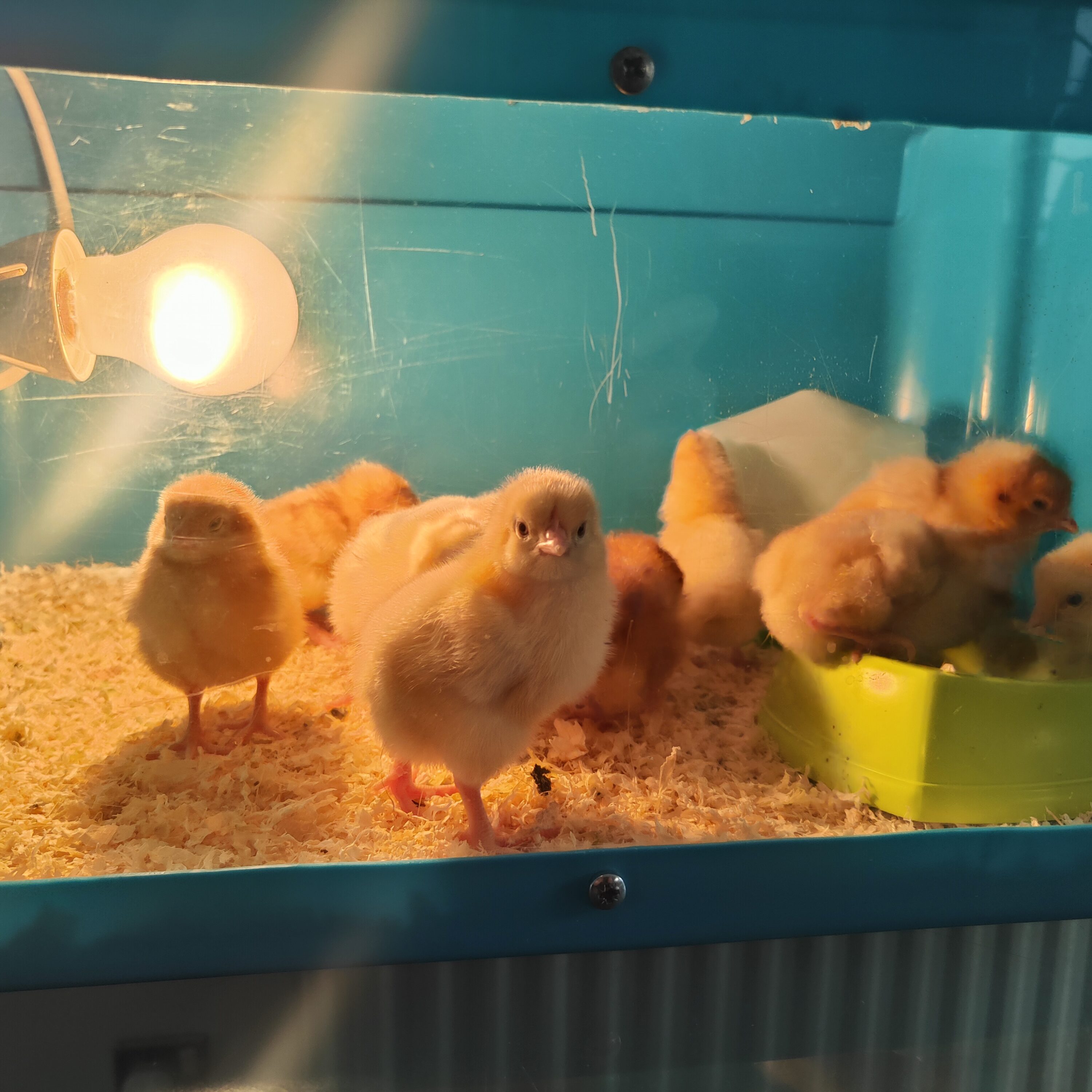 Living Eggs - Parkside House School